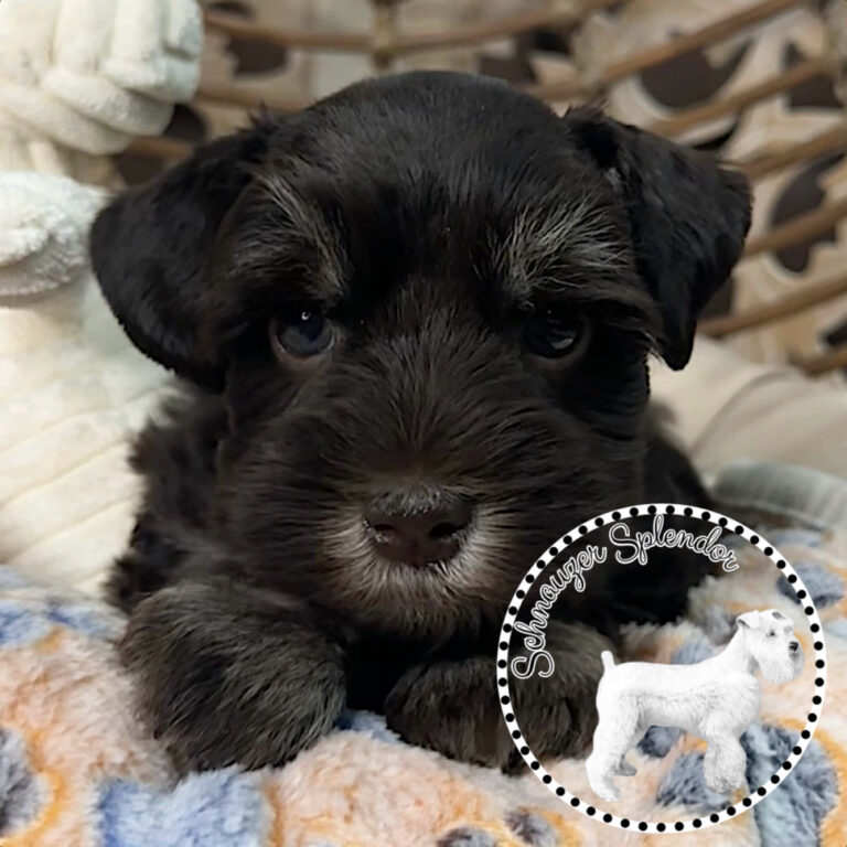 Male Liver Tan Mini Schnauzer - Schnauzer Splendor