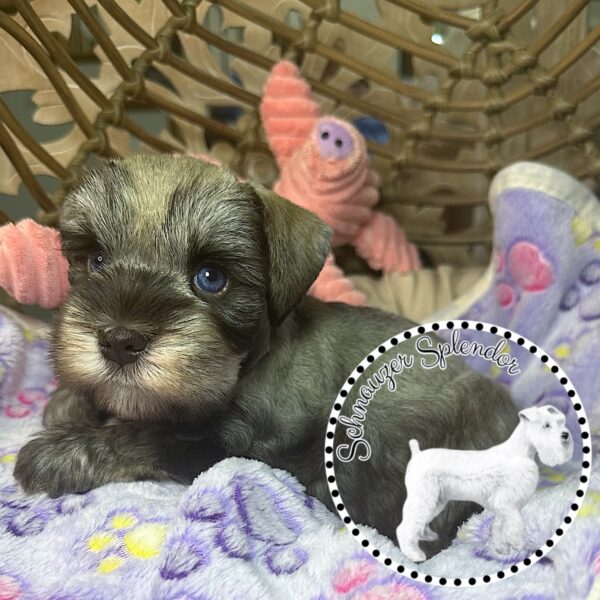 Liver Pepper Mini Schnauzer Female - Schnauzer Splendor